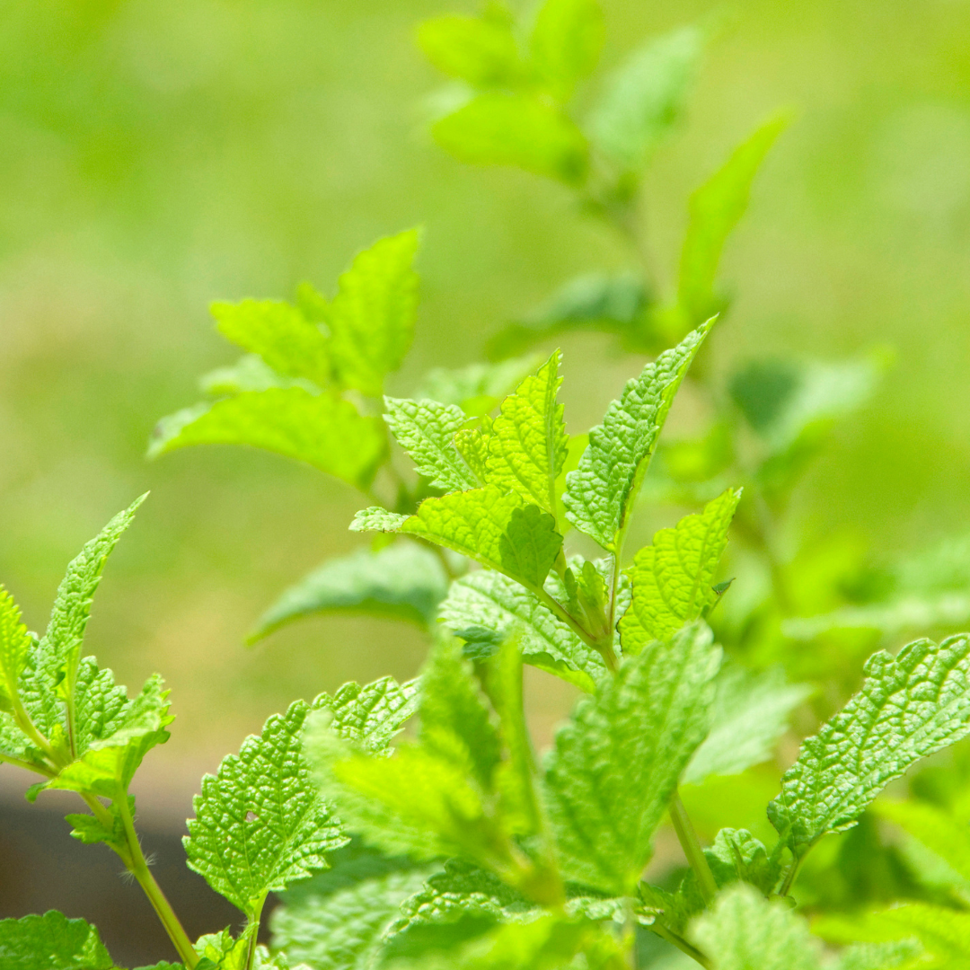 Les bienfaits de la mélisse – Bienfaits | Infusions d'exception